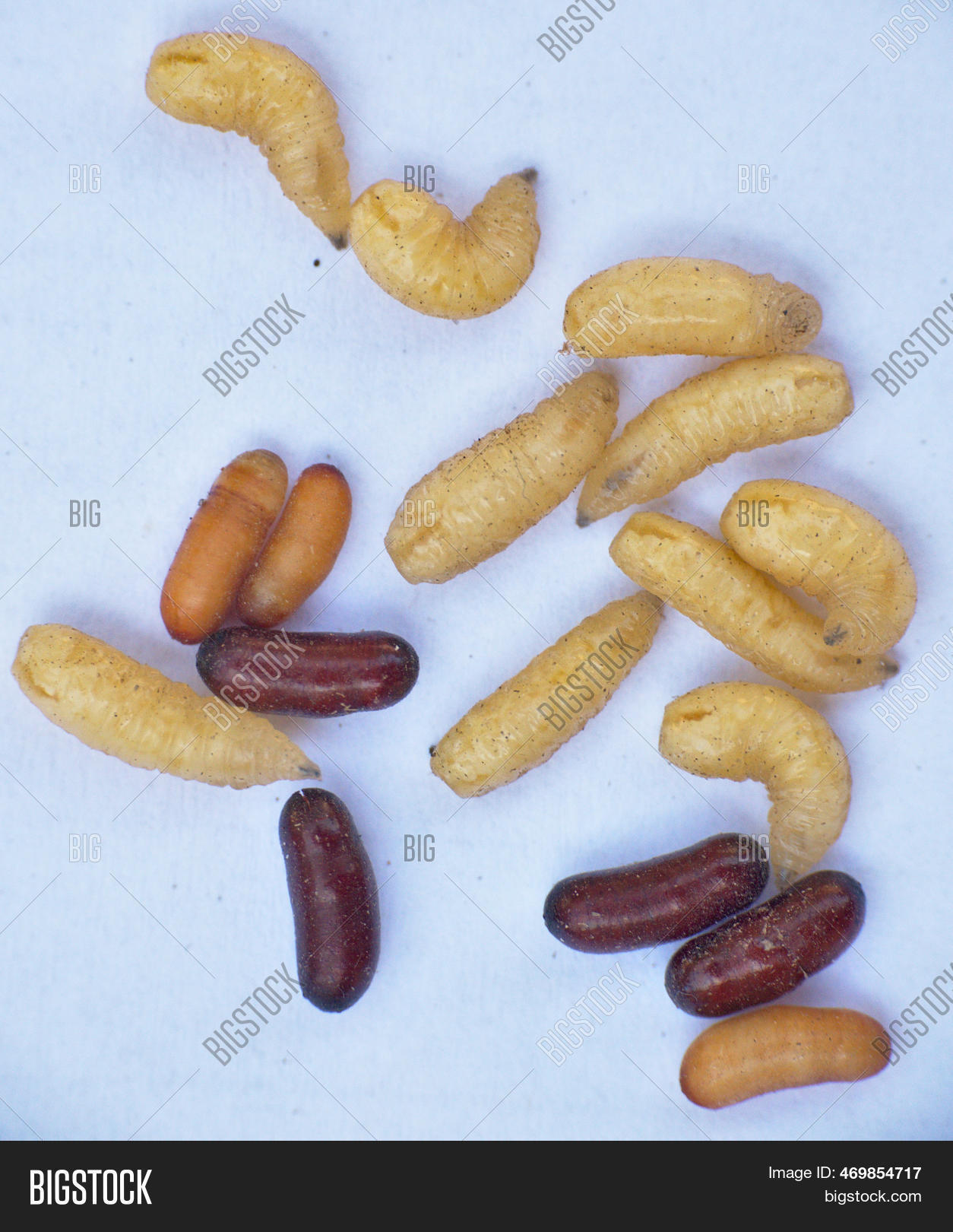 Potter Wasp Larvae Image & Photo (Free Trial) | Bigstock