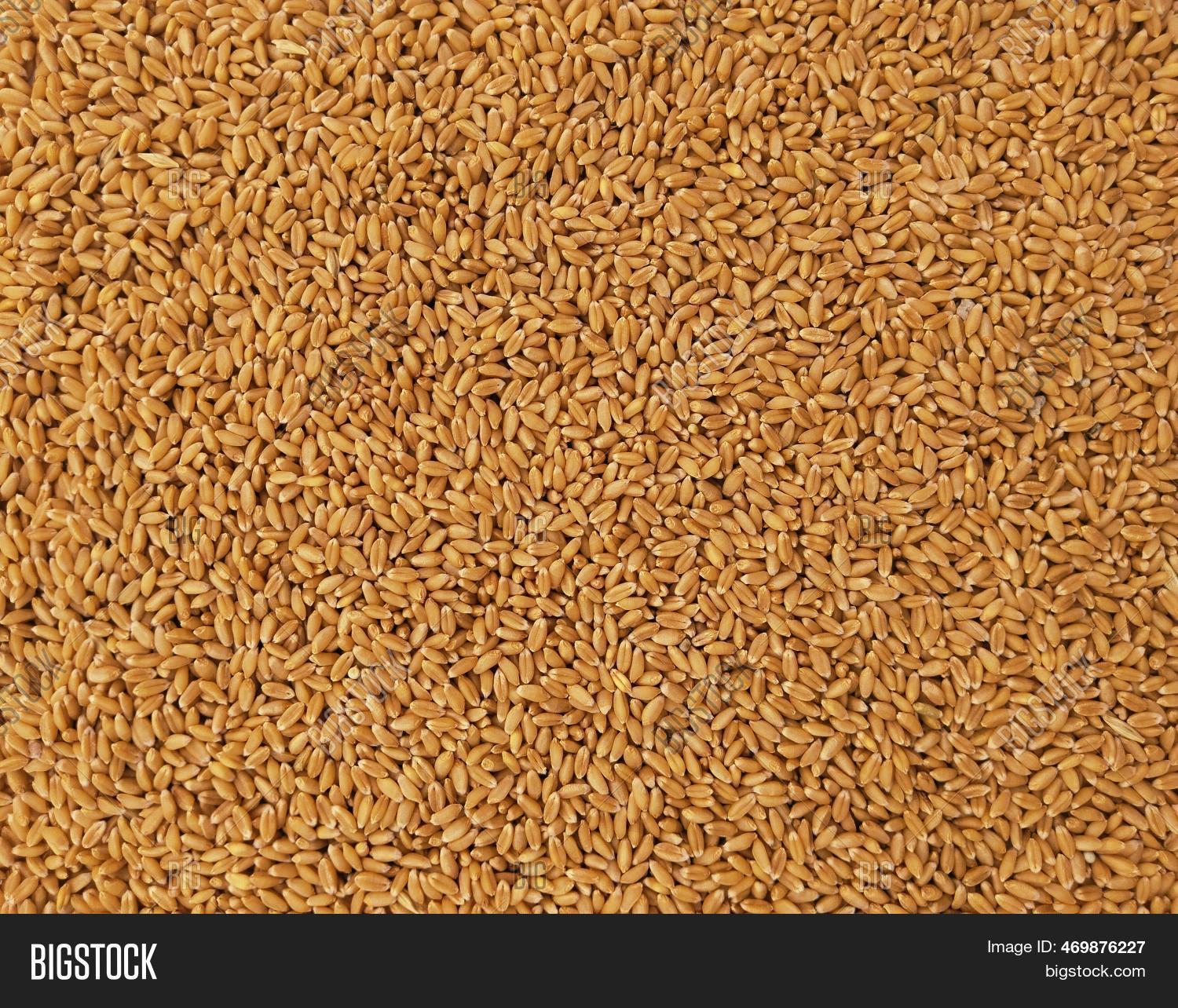 Whole Wheat Seeds Image & Photo (Free Trial) | Bigstock