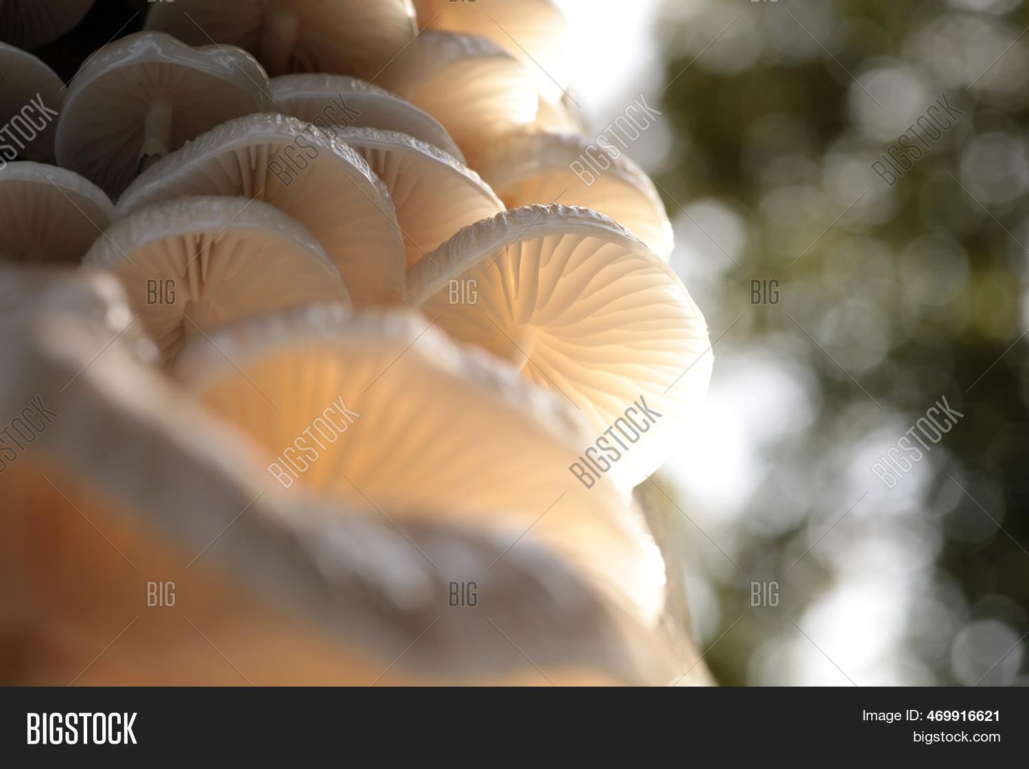 Mushrooms Tree 图片和照片（免费试用） | Bigstock