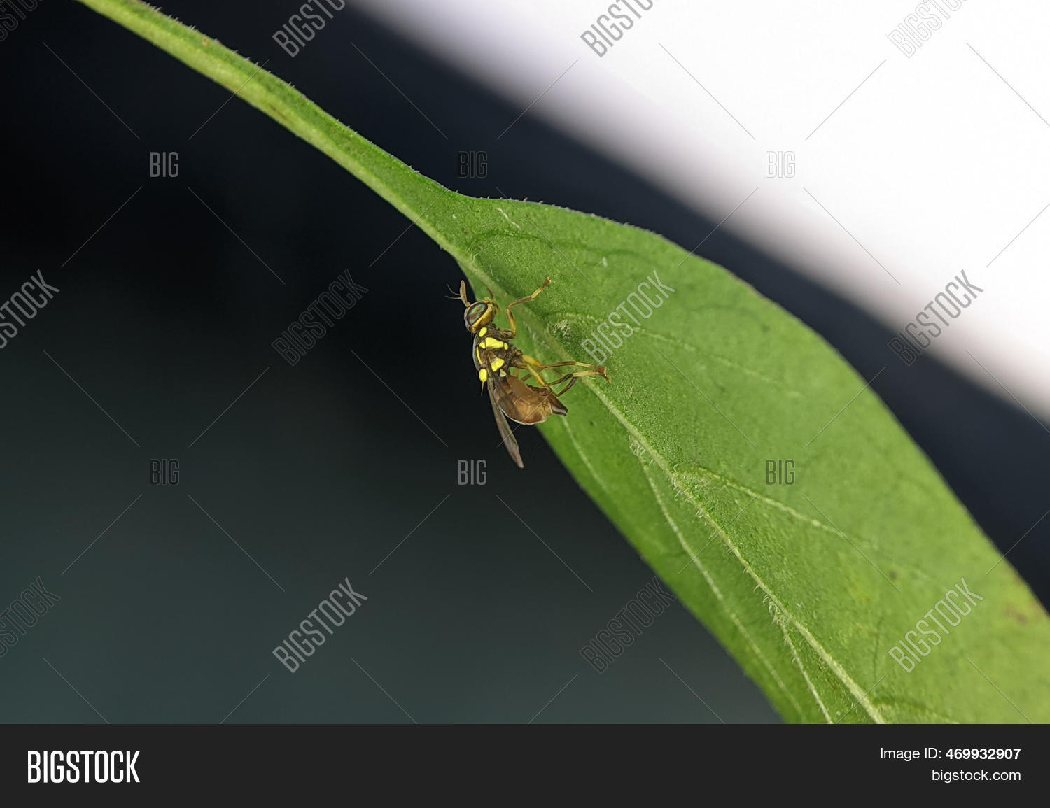 Bactrocera Dorsalis, Image & Photo (Free Trial) | Bigstock
