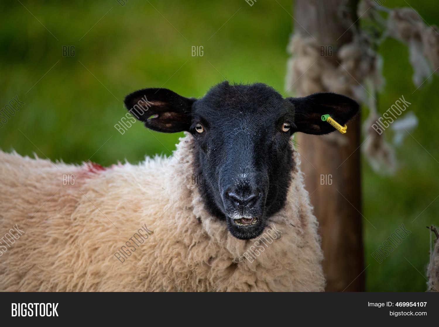 Beautiful Sheep Image & Photo (Free Trial) | Bigstock