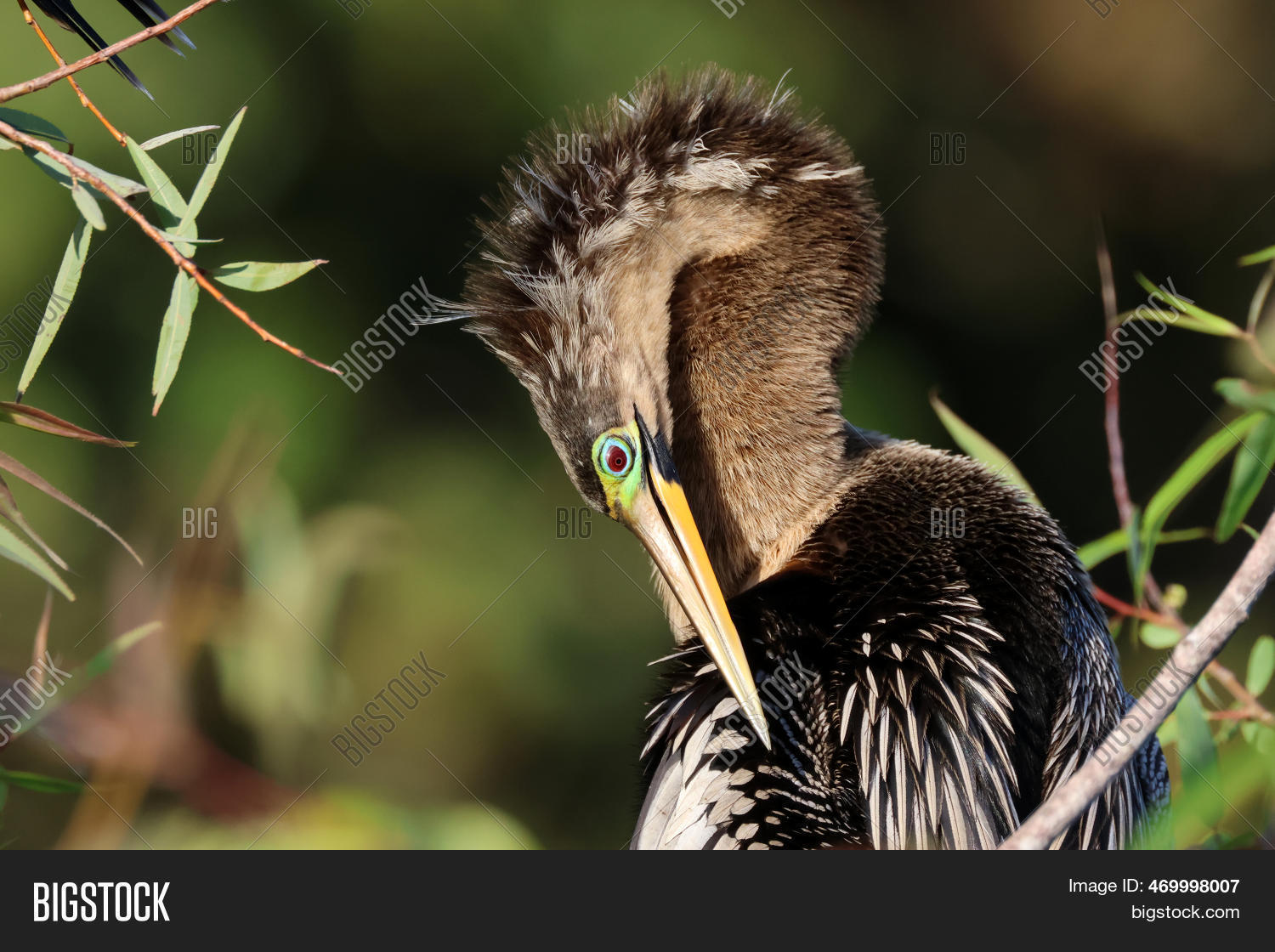 Female Anhinga Preens Image & Photo (Free Trial) | Bigstock