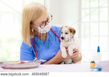 Vet Examining Dog. Image & Photo (Free Trial) | Bigstock