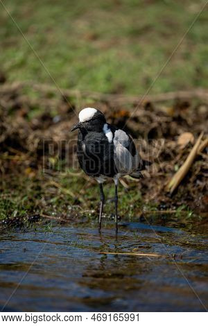 Blacksmith Lapwing Image & Photo (Free Trial) | Bigstock