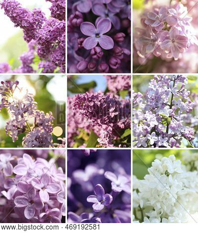 Collage Photos Image & Photo (Free Trial) | Bigstock