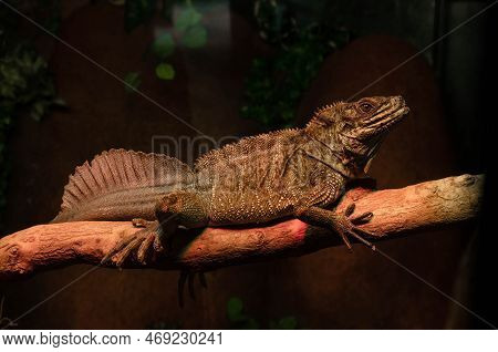 Philippine Sailfin Image & Photo (Free Trial) | Bigstock