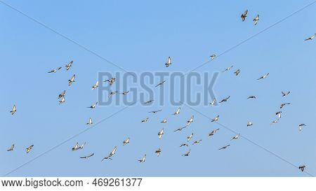Birds Laughing Doves Image & Photo (Free Trial) | Bigstock