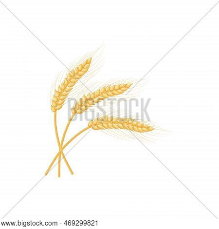 Ear Rye. Three Ears Vector & Photo (Free Trial) | Bigstock