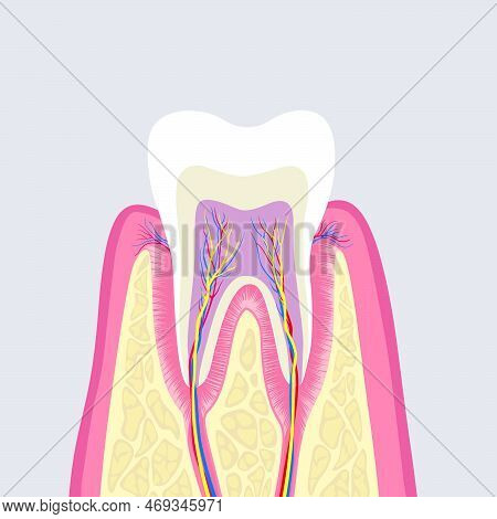 Tooth Structure. Vector & Photo (Free Trial) | Bigstock