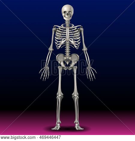 Skeleton - Bone - Image & Photo (Free Trial) | Bigstock