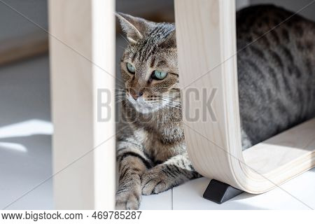 Cat Under Table Images, Illustrations & Vectors (Free) - Bigstock