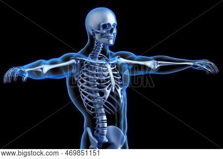 Human Skeleton Torso. Image & Photo (Free Trial) | Bigstock