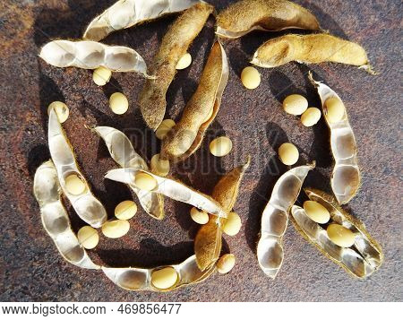 Soybean Plant Images, Illustrations & Vectors (Free) - Bigstock