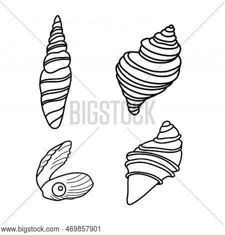 Seashells Line Art. Vector & Photo (Free Trial) | Bigstock