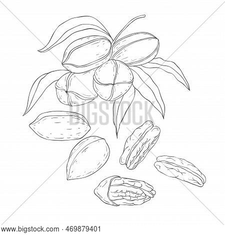 Line Art Pecan Branch Vector & Photo (Free Trial) | Bigstock