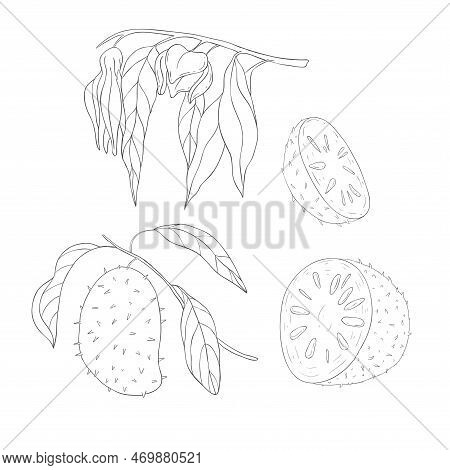 Line Art Soursop Vector & Photo (Free Trial) | Bigstock