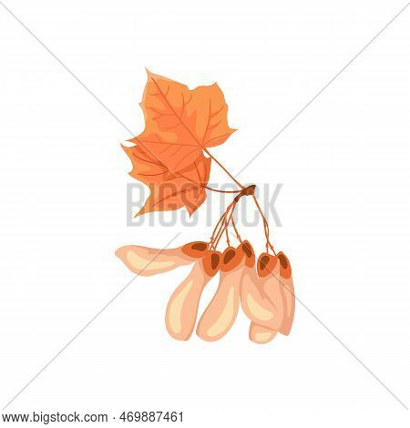 Maple Tree Branch Vector & Photo (Free Trial) | Bigstock