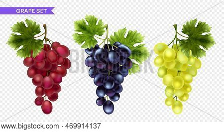 Realistic Grape Set Vector & Photo (Free Trial) | Bigstock
