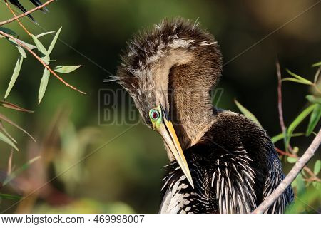 Female Anhinga Preens Image & Photo (Free Trial) | Bigstock