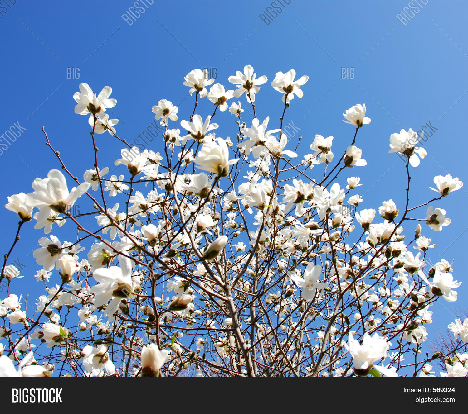 Blooming Magnolia Image & Photo (Free Trial) | Bigstock