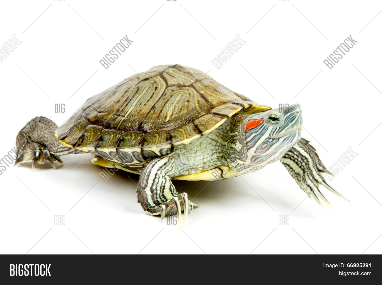 Green Turtle Image & Photo (Free Trial) | Bigstock