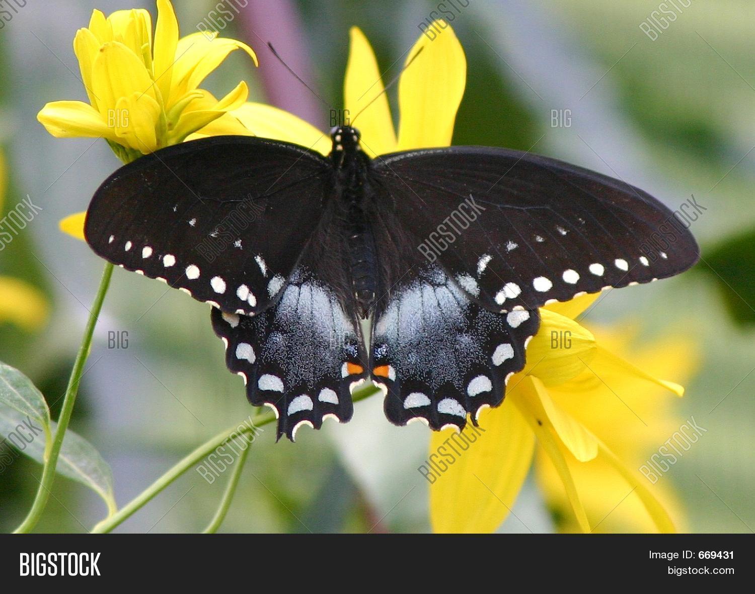 Anise Swallowtail Image & Photo (Free Trial) | Bigstock