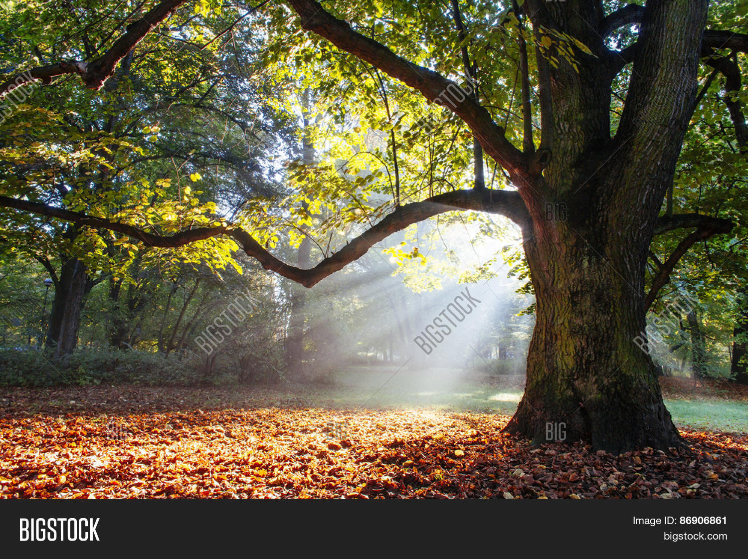 Mighty Oak Tree Image & Photo (Free Trial) | Bigstock