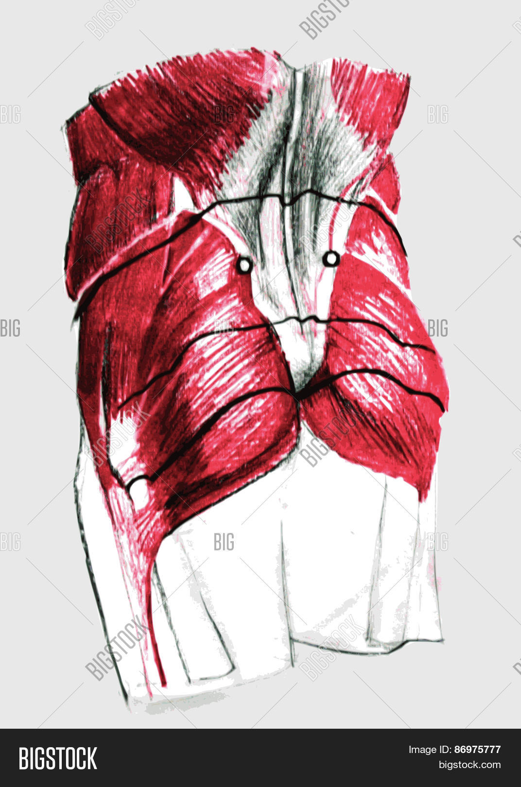 Lower Back Muscles Vector & Photo (Free Trial) | Bigstock
