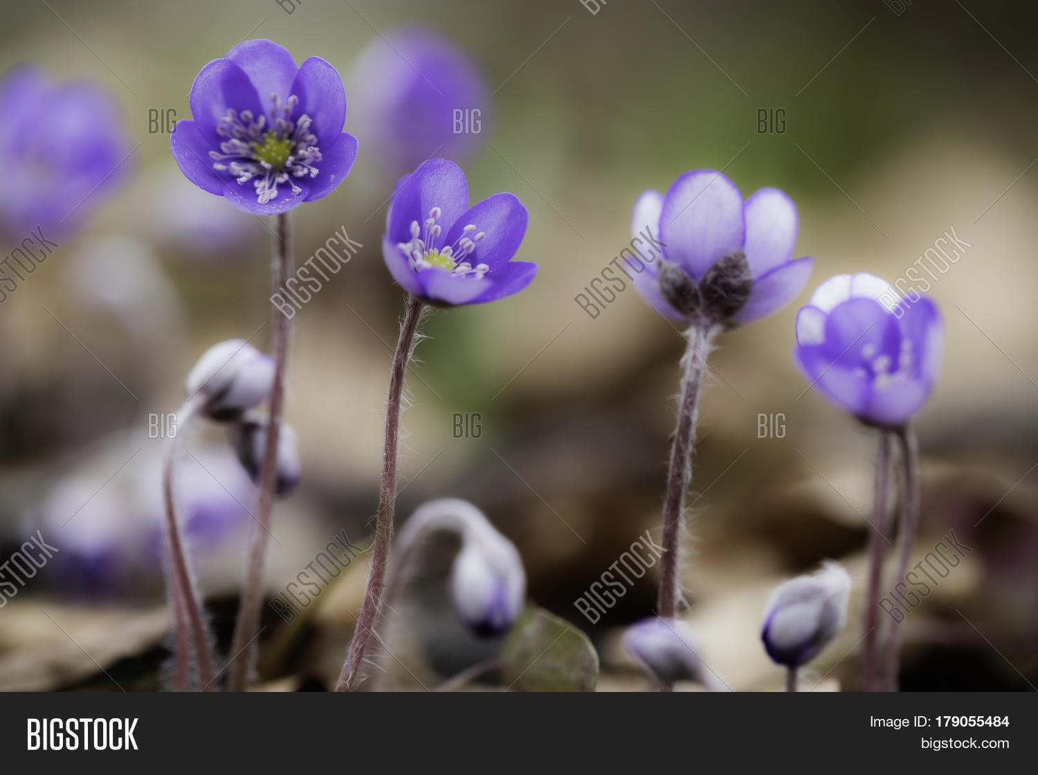 Early Blue Spring Image & Photo (Free Trial) | Bigstock