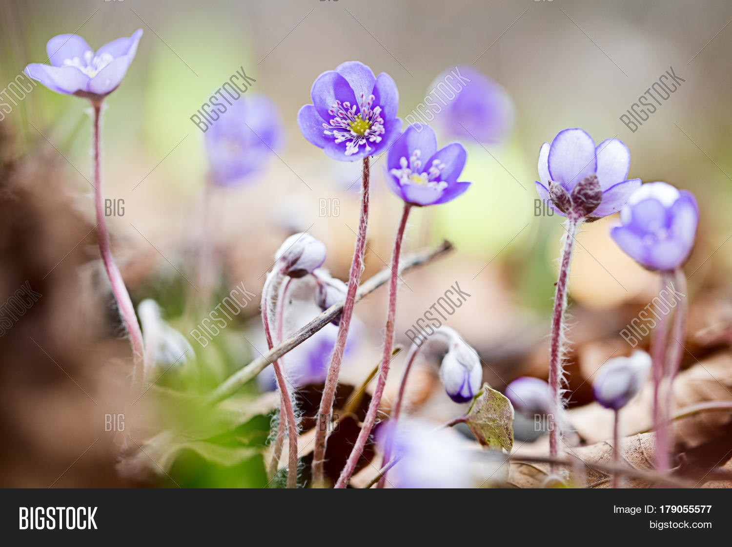 Blue Spring Wildflower Image & Photo (Free Trial) | Bigstock