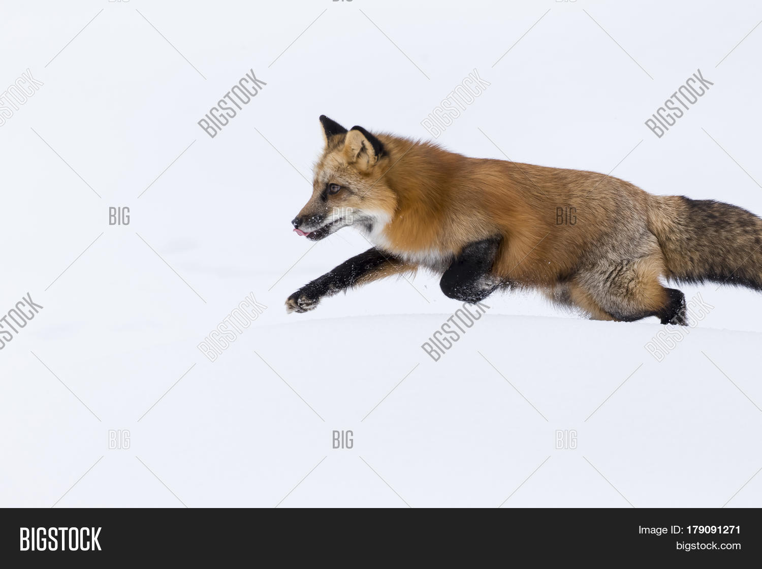 Red Fox Hunts Prey Image & Photo (Free Trial) | Bigstock