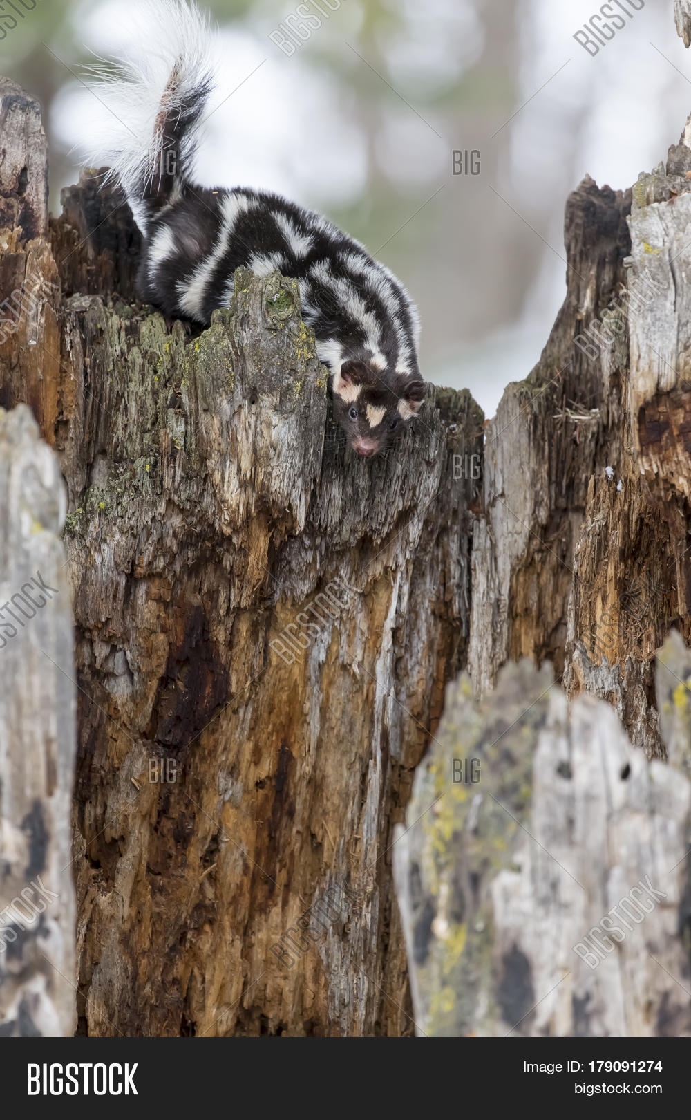 Spotted Skunk Hunts Image & Photo (Free Trial) | Bigstock