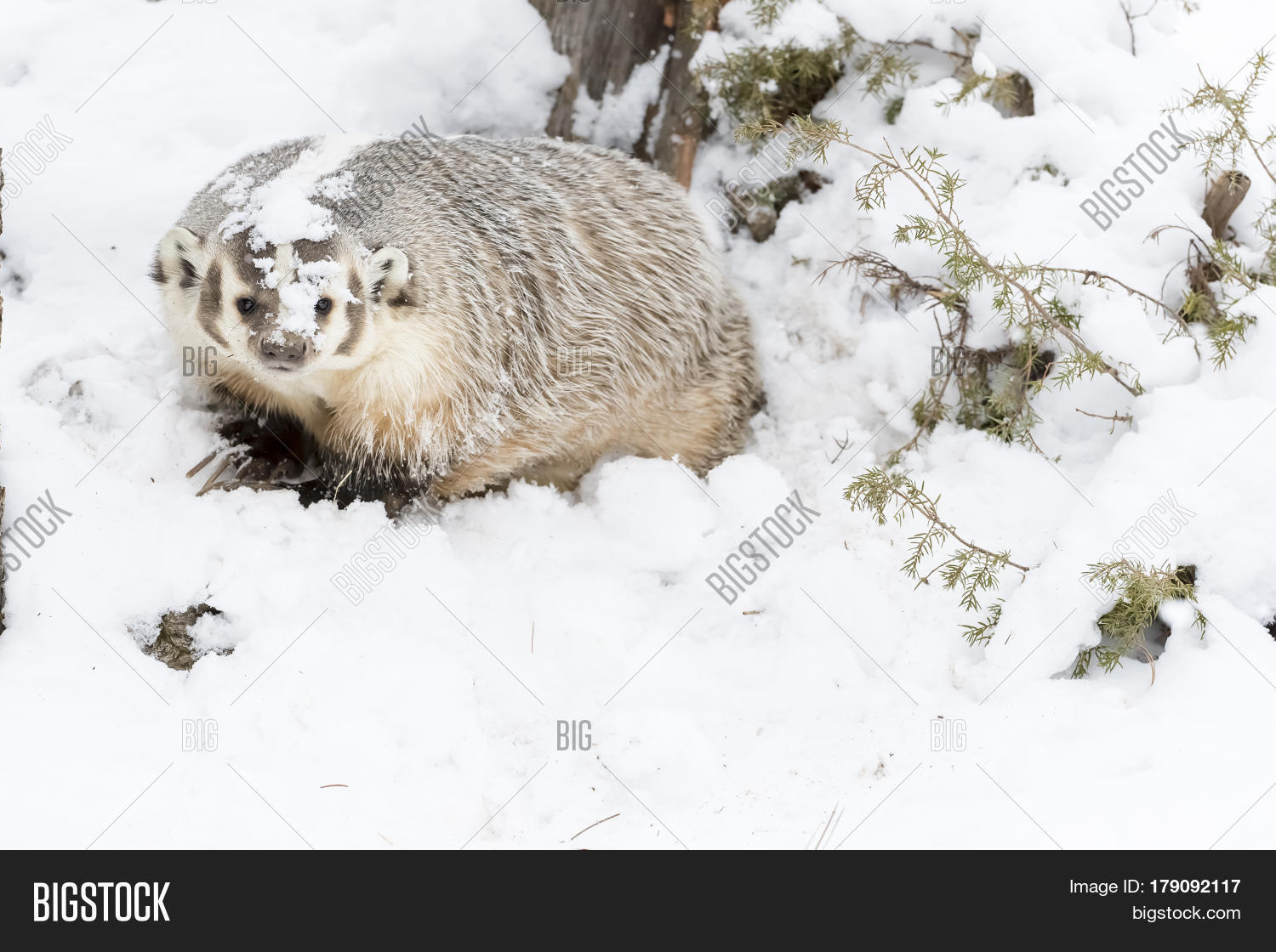 Badger Hunts Prey Image & Photo (Free Trial) | Bigstock