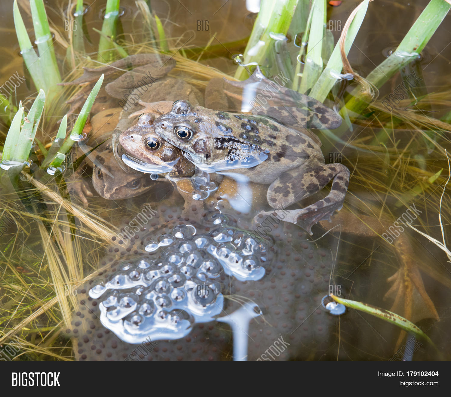 Two Pairs Frogs Image & Photo (Free Trial) | Bigstock