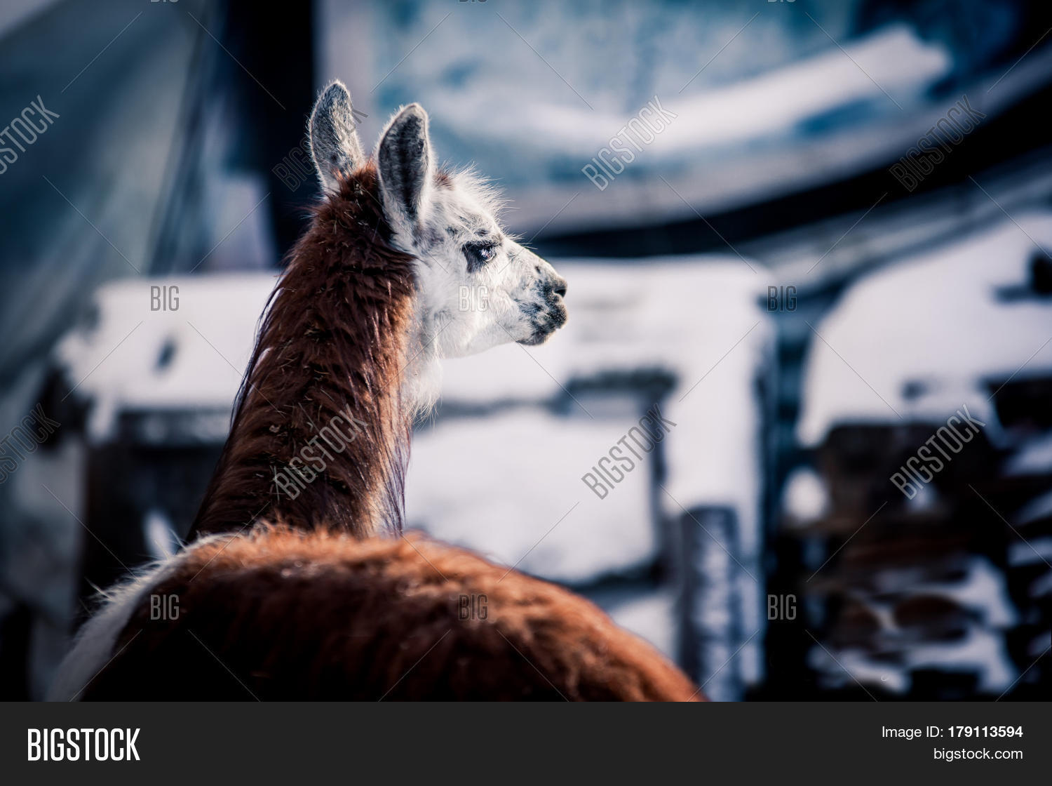 Beautiful Lama Posing Image & Photo (Free Trial) | Bigstock