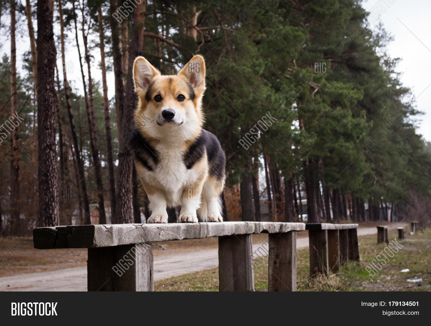 Dog Stands On Bench On Image & Photo (Free Trial) | Bigstock