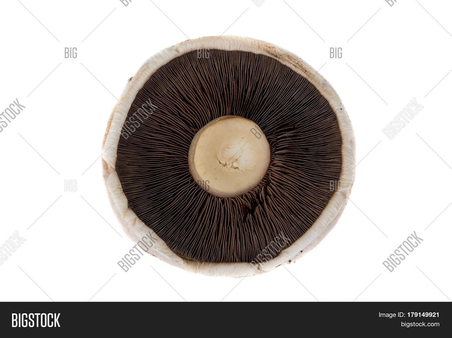 Flat Mushroom Image & Photo (Free Trial) | Bigstock