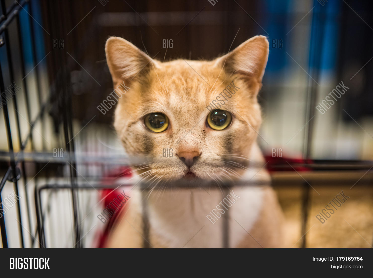 Very Sad Cat Portrait Image & Photo (Free Trial) | Bigstock