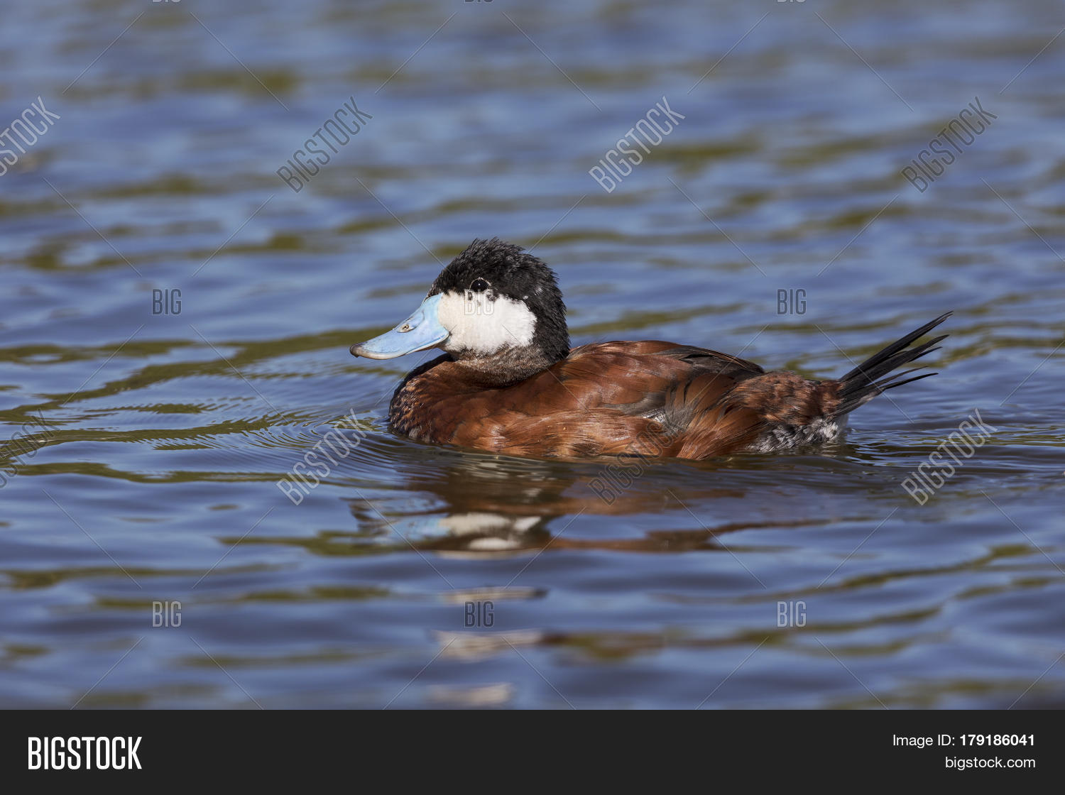 Male Ruddy Duck ( Image & Photo (Free Trial) | Bigstock