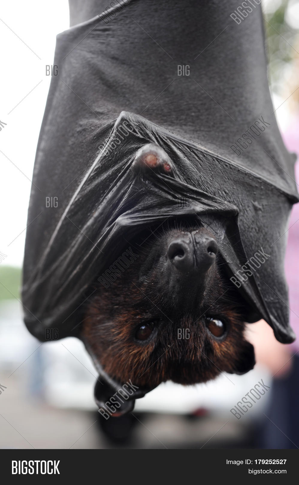 Bat Pteropus Giganteus Image & Photo (Free Trial) | Bigstock