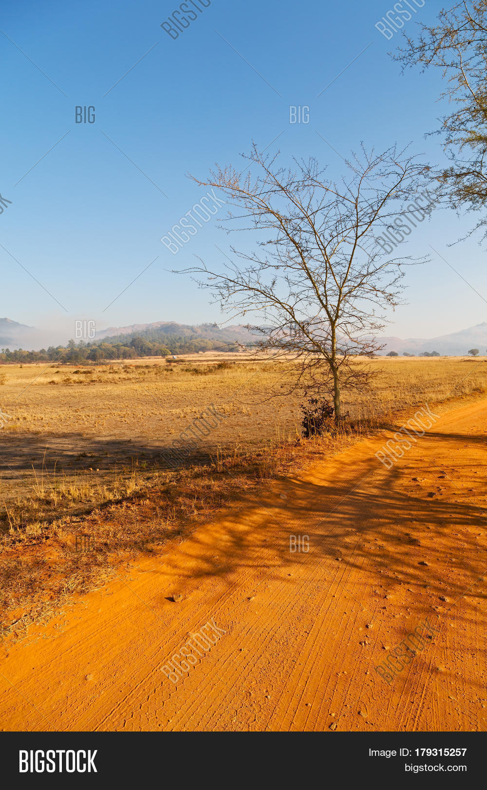 Swaziland Wildlife Image & Photo (Free Trial) | Bigstock