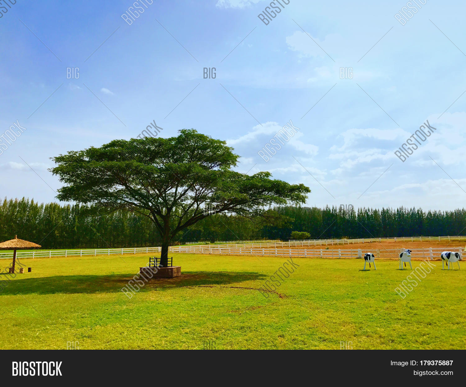 Big Green Tree Farm Image & Photo (Free Trial) | Bigstock