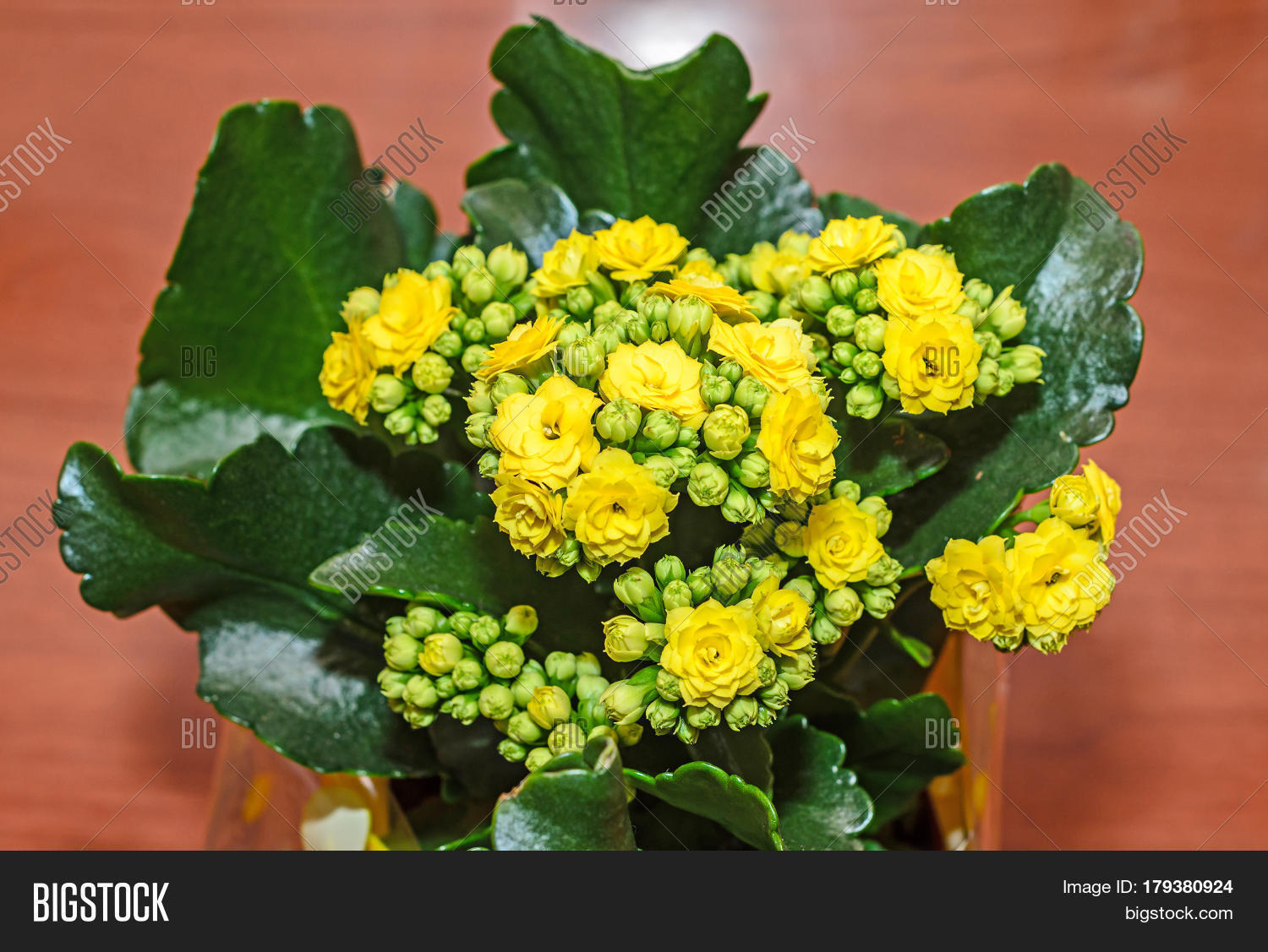 Yellow Calandiva Image & Photo (Free Trial) | Bigstock