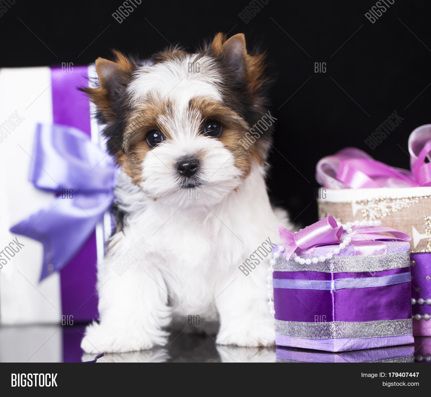 Puppy Beaver Yorkshire Image & Photo (Free Trial) | Bigstock