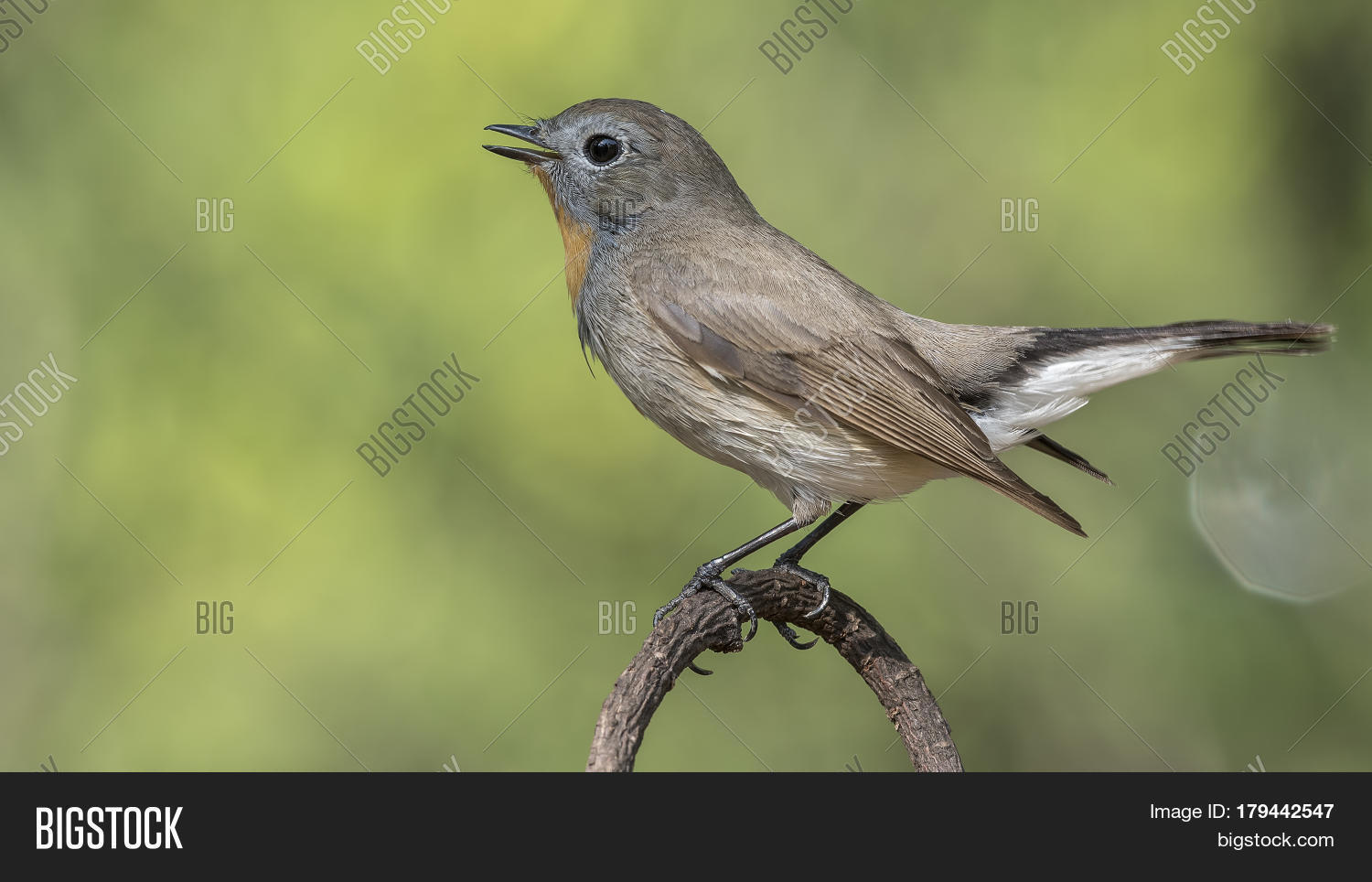 Bird (red-throated Image & Photo (Free Trial) | Bigstock