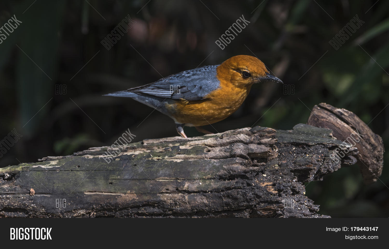 Bird (orange-headed Image & Photo (Free Trial) | Bigstock