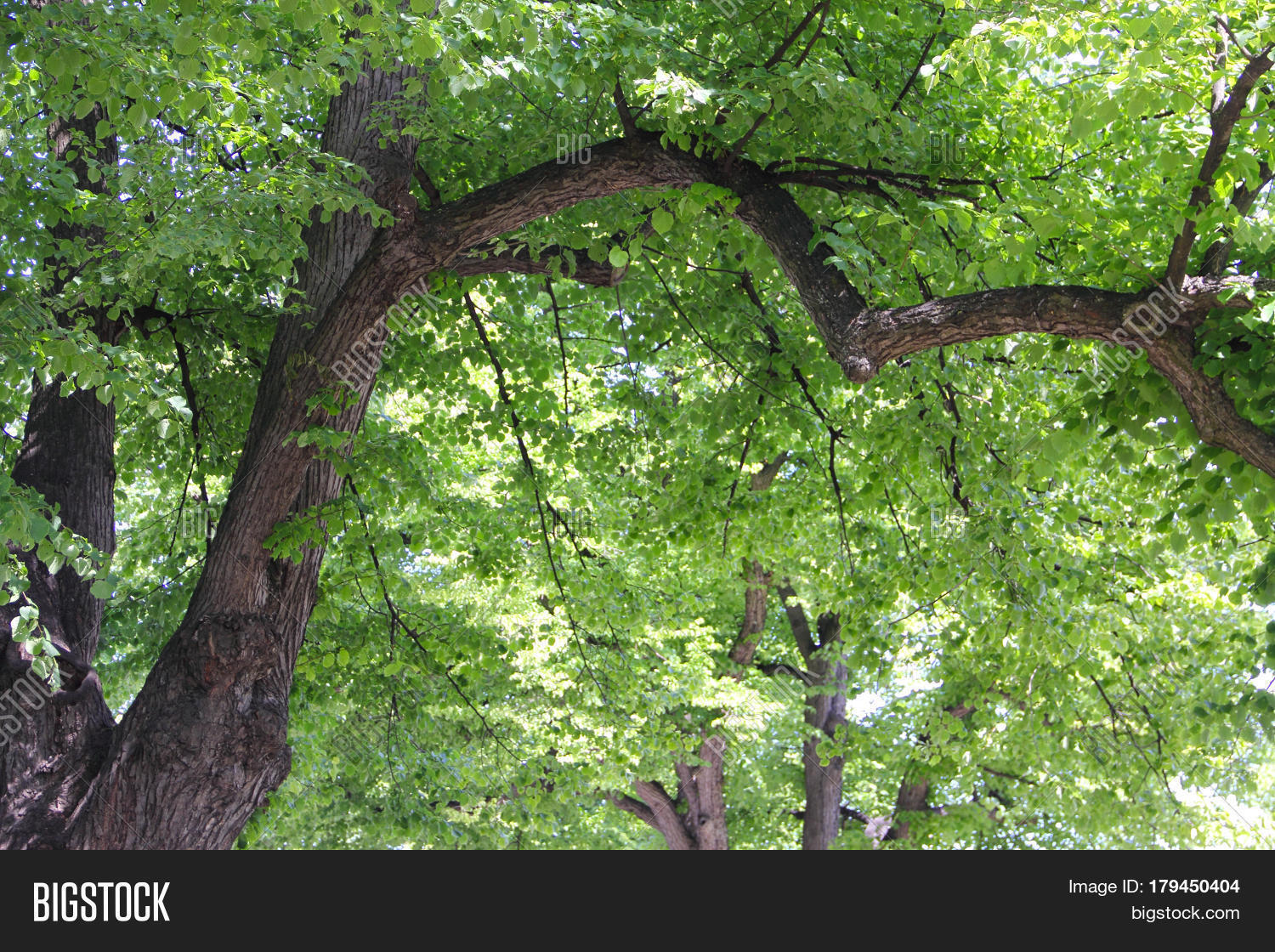 Thick Branches Lush Image & Photo (Free Trial) | Bigstock