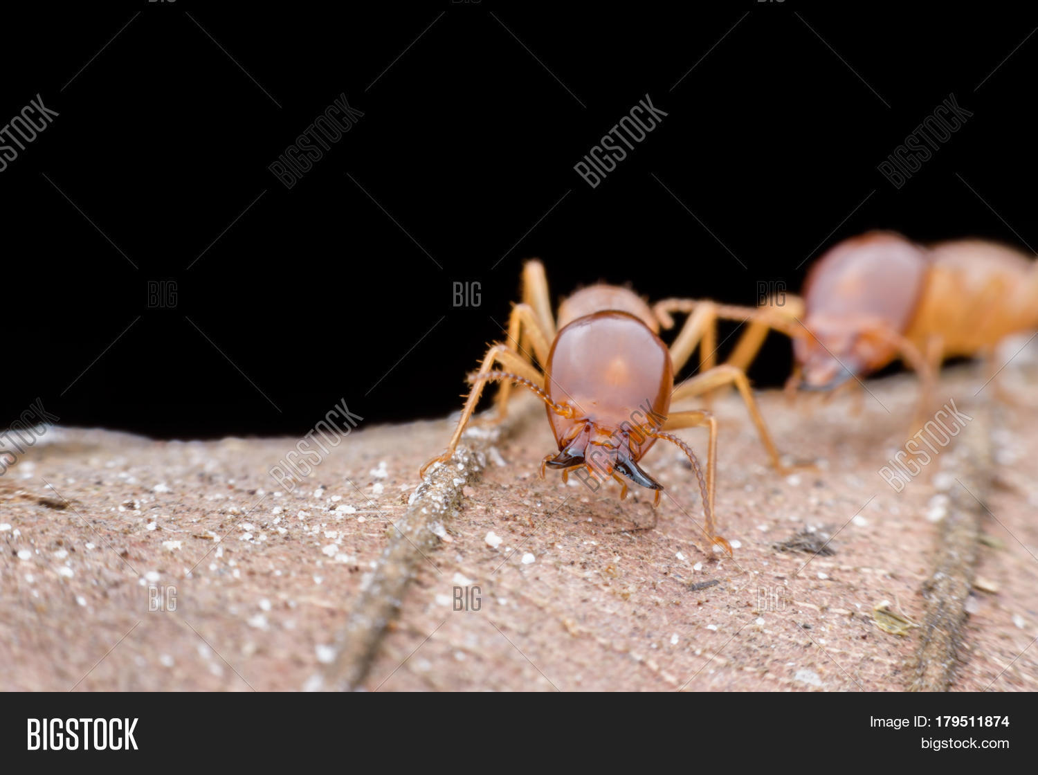 Black Soldier Termites