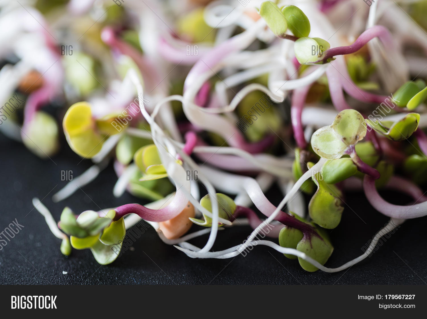 Fresh Sprouts Image & Photo (Free Trial) | Bigstock