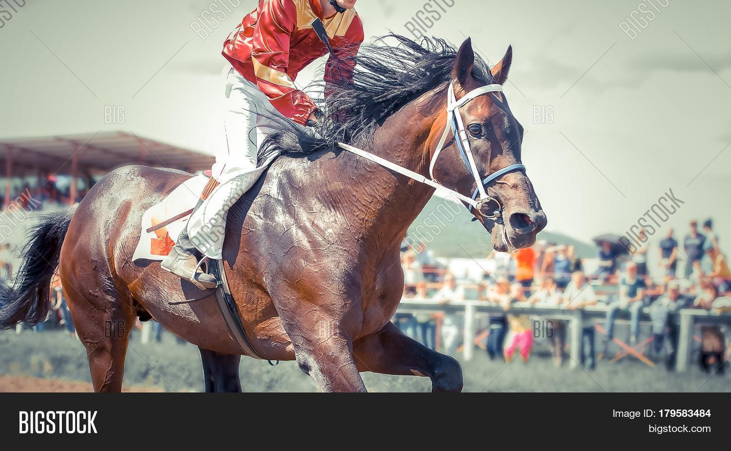 Racing Horse Portrait Image & Photo (Free Trial) | Bigstock